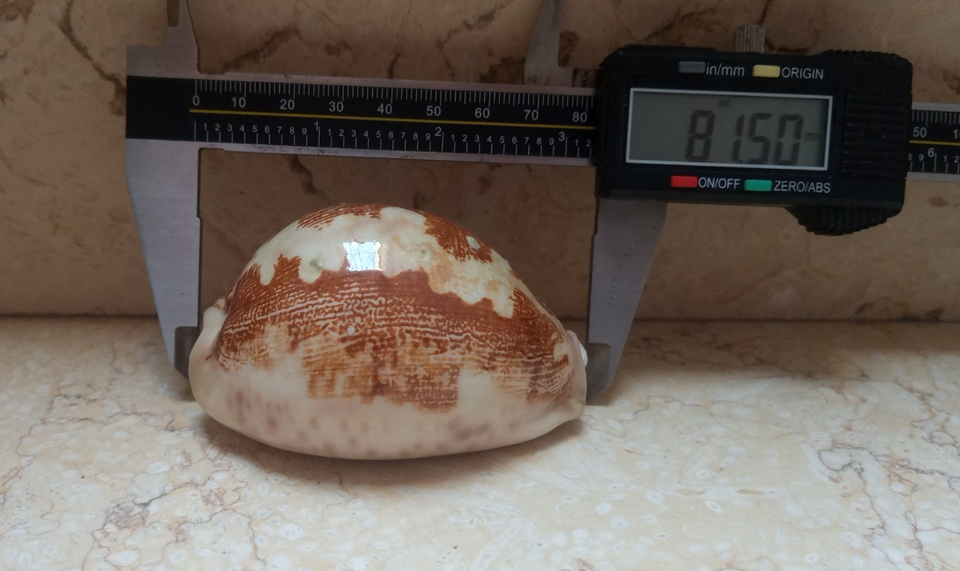 Cypraea mappa rosea red sea shell singularis WOW great pattern rare 81 ...