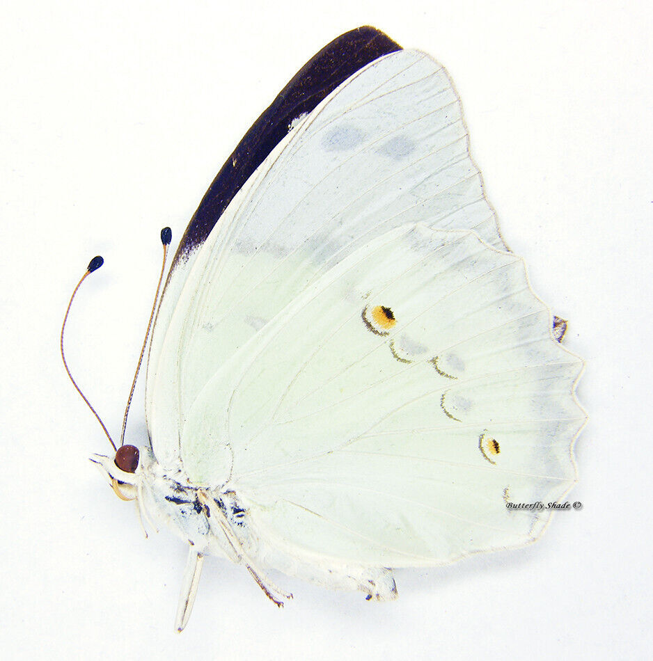 Unmounted Butterfly/Nymphalidae - Helcyra superba superba, FEMALE ...