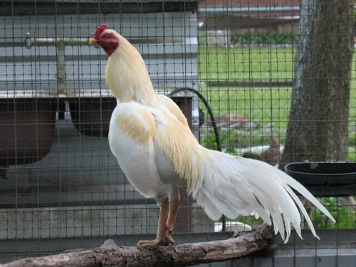 24 ASSORTED ASIL RED WHITE BLUE SPANGLED BLACK WAHL" HATCHING EGGS ...