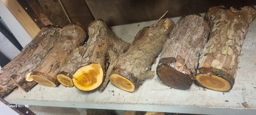 Yew Logs Woodturning Blanks X8 100-280x50-70mm | eBay UK