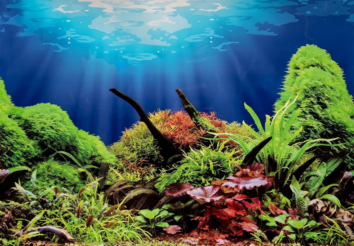 Resolution Fish Tank