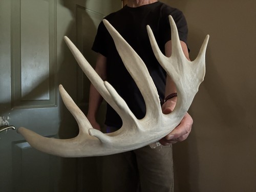 10 Point 84" Whitetail Deer Antlers Sheds Horns Rustic Decor taxidermy ...