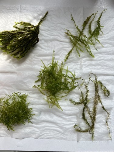 Moose Set Rare Aquarium Moos 5 st. | eBay