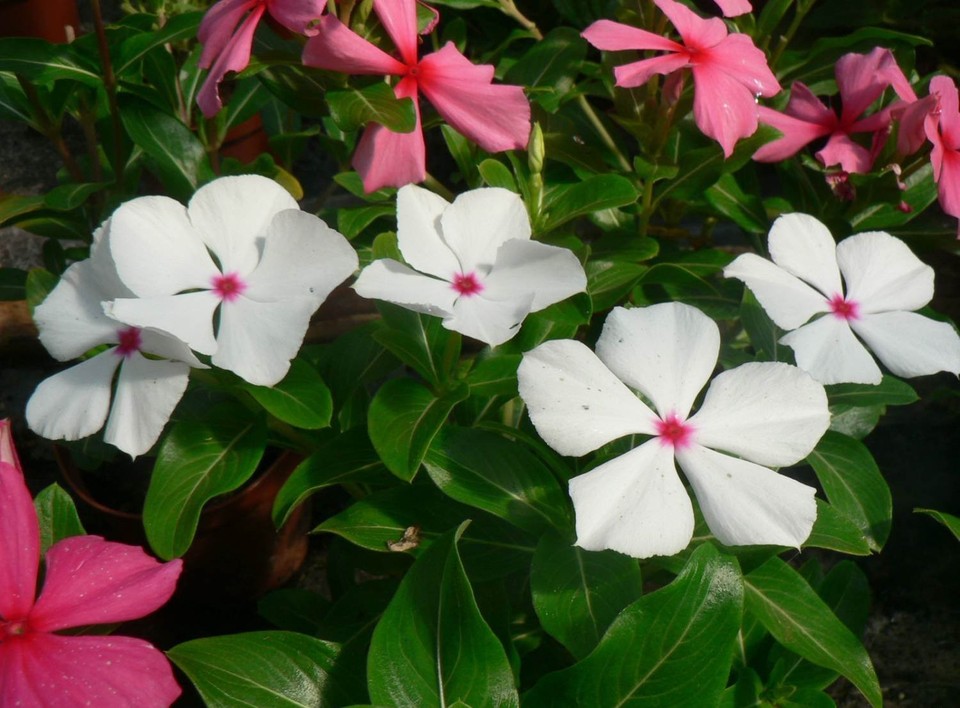 - Seeds Cape Madagascar Periwinkle Mix Vinca Rosea Flowers for Planting ...
