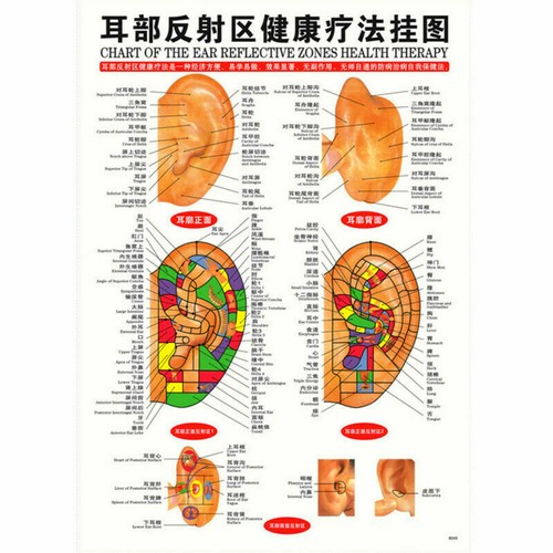 Whole body English Acupuncture Meridian Acupressure Points Poster Chart ...
