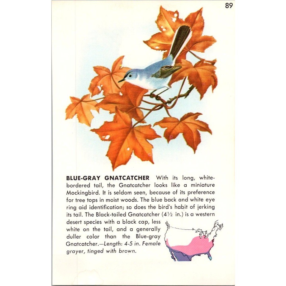 Blue-Gray Gnatcatcher Miniature Mockingbird 1964 Bird Book Plate Print ...