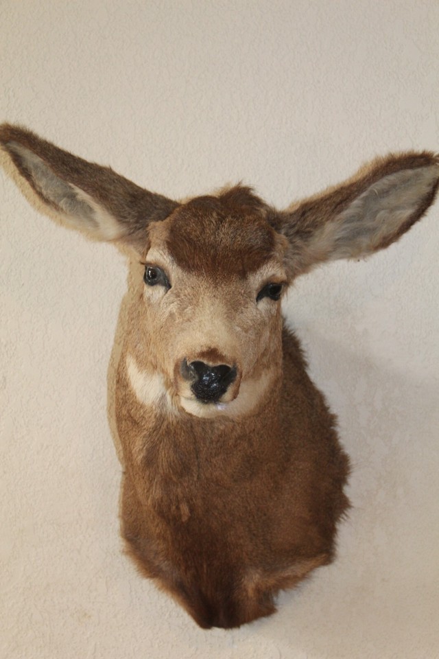 Mule Deer Head Shoulder Mount Taxidermy Mount Antler Hunt Whitetail ...
