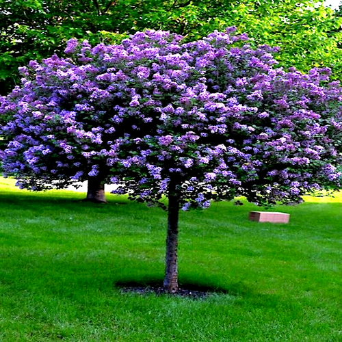 20 Common Lilac Purple Flower Tree Seeds Fragrant Hardy Perennial ...