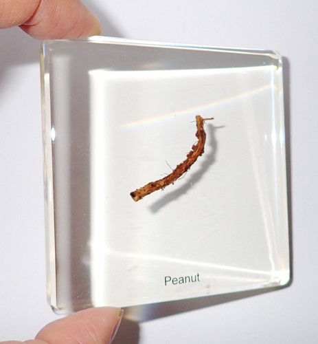 Peanut Root Specimen in 75 mm Amber Clear Square Lucite Slide SS75A | eBay