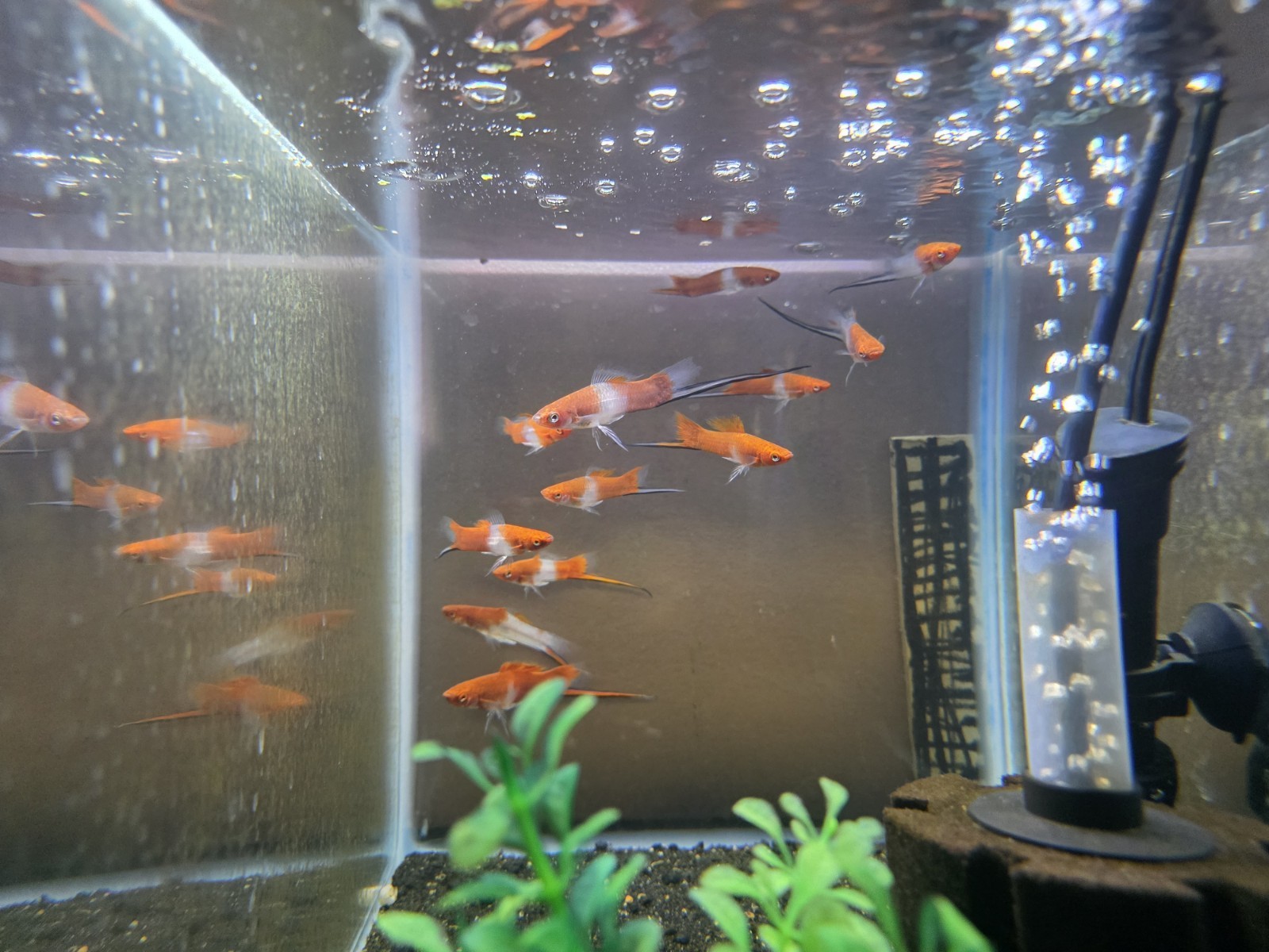 1 Kuhako Koi Swordtails Male | eBay