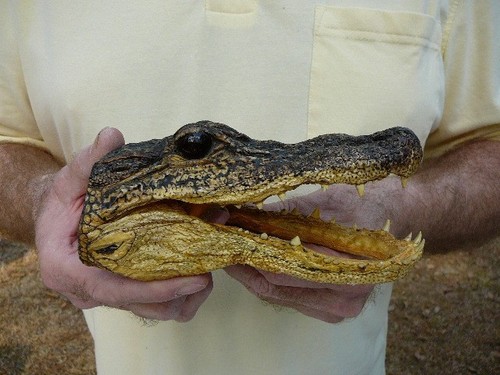 (G-Def-17) 7-1/8" Deformed Gator ALLIGATOR Aligator HEAD teeth ...