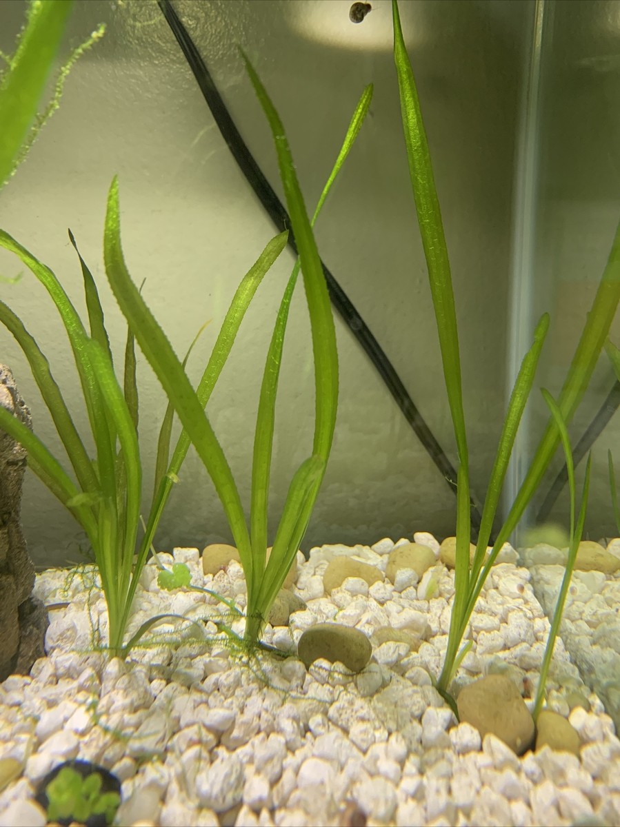 Vallisneria Spiralis Italian