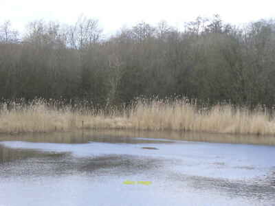 Photo 6x4 Pond Life Charlwood Still and reedy-edged pond backed by ...