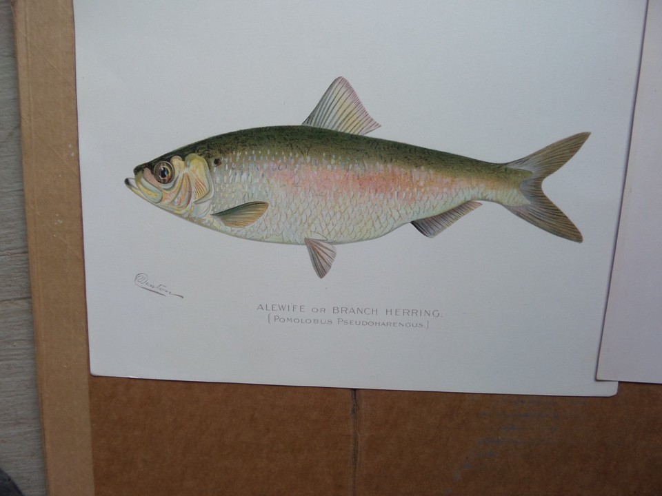 Lot of 4 S.F. Denton Fish Prints or Lithos from the Portfolio Group | eBay