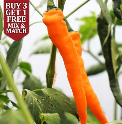 Cayenne Orange Chilli Pepper Seeds x 10 - Medium Heat - UK Grown ...