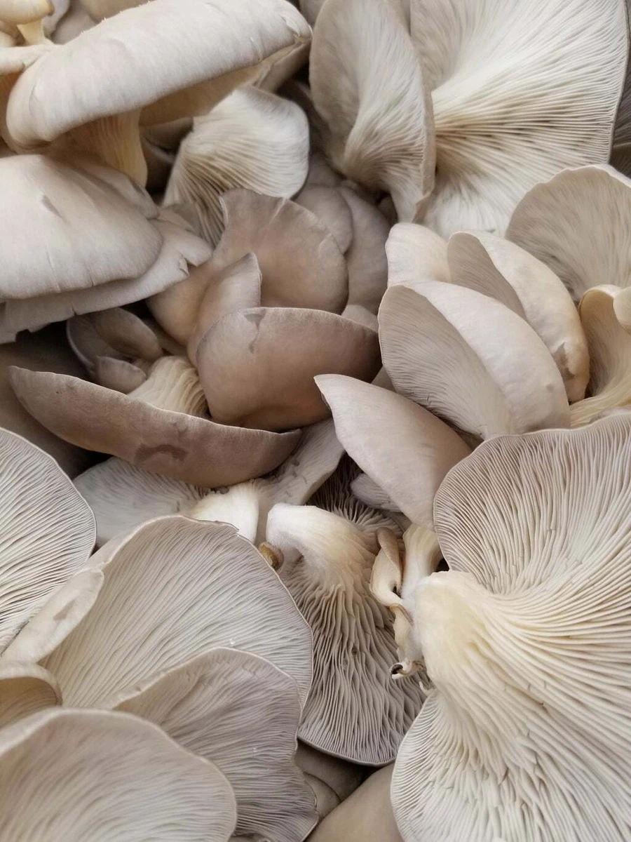 Pleurotus Ostreatus Mycelium