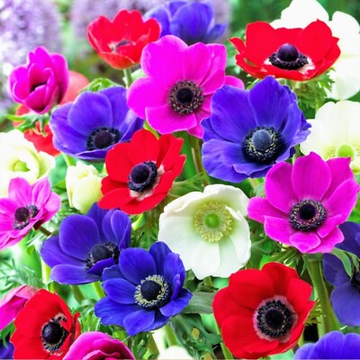 PICK & MIX Premium RHS BOTANICAL Late Spring BULB COLLECTIONS & Mixes ...