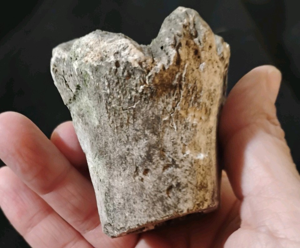 Ancient Fossil Unknown Origin Bone Fossil Collector Fossil | eBay