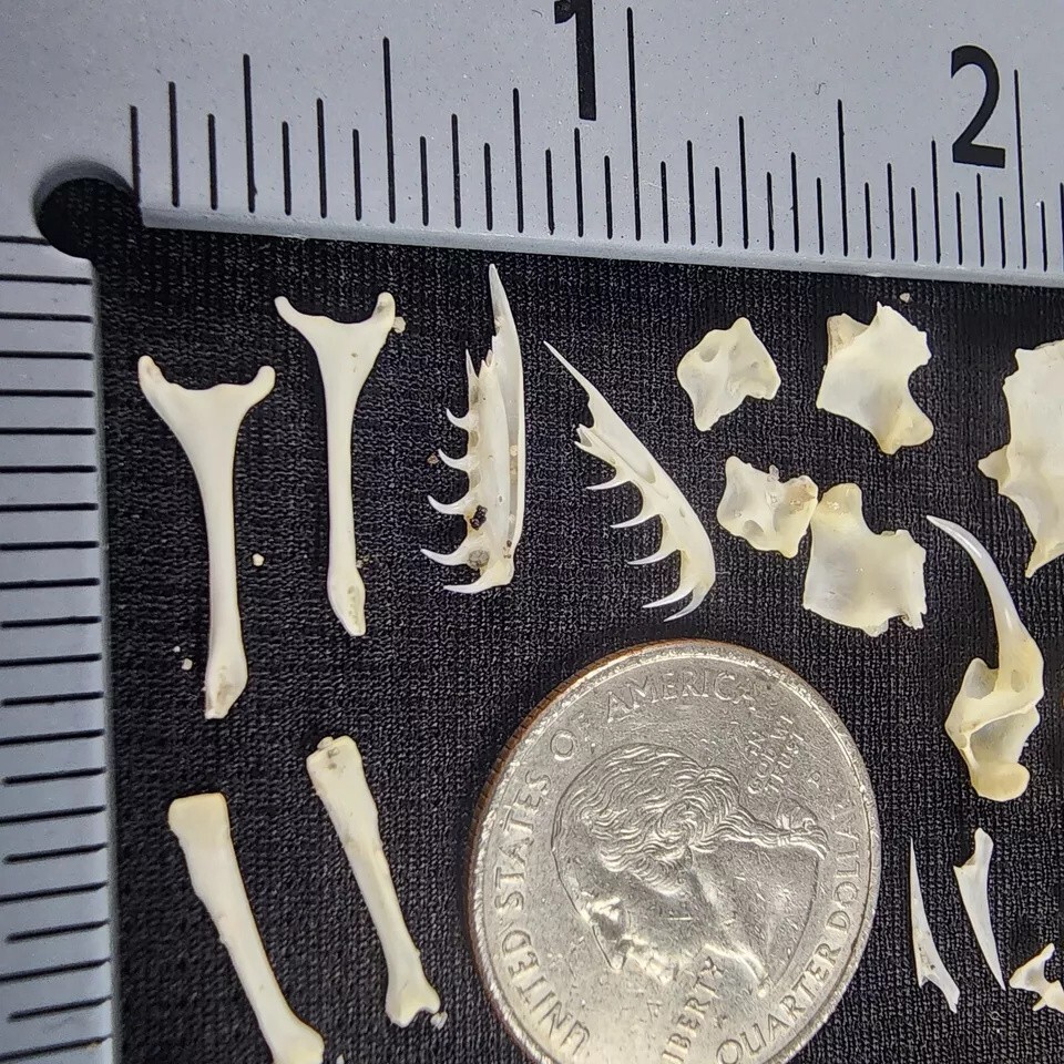 🔥2 KITS! Western Diamondback Rattlesnake Snake Skull Puzzle Kit ...