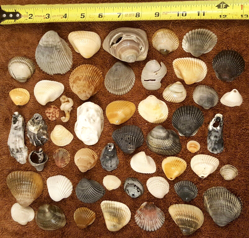 Lot of 50 Natural Cockle Scallop Ark Oyster Clam Sea Shells Atantic NC ...