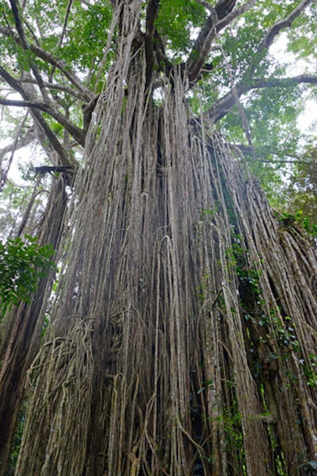 Ficus virens, White Fig Tree, Ornamental Tropical Plant Bonsai - 200 ...