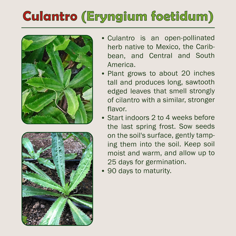 200+ Culantro Seeds, Mexican Coriander DE ALCAPATE CILANTRO ANCHO ...