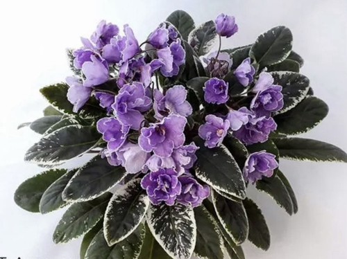 African Violet plant . VAT- Aromat Glicinii . Starter plant. Variegated ...