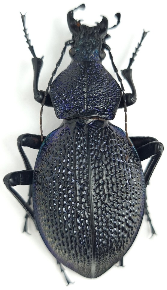 Carabidae Carabus (Procerus) caucasicus falletianus Armenia 53 mm | eBay