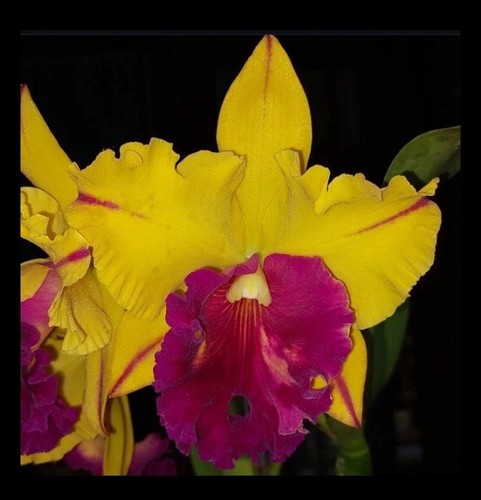 Cattleya Rlc Tainan Gold ‘Hawaii 1’ Red Yellow Purple Orchid 2” Pot | eBay