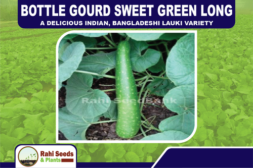 Bottle Gourd Sweet Green Long - A Delicious Indian, Bangladeshi Lauki ...