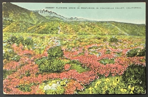 Coachella Valley California Desert Flowers Scenic View Vintage Postcard ...