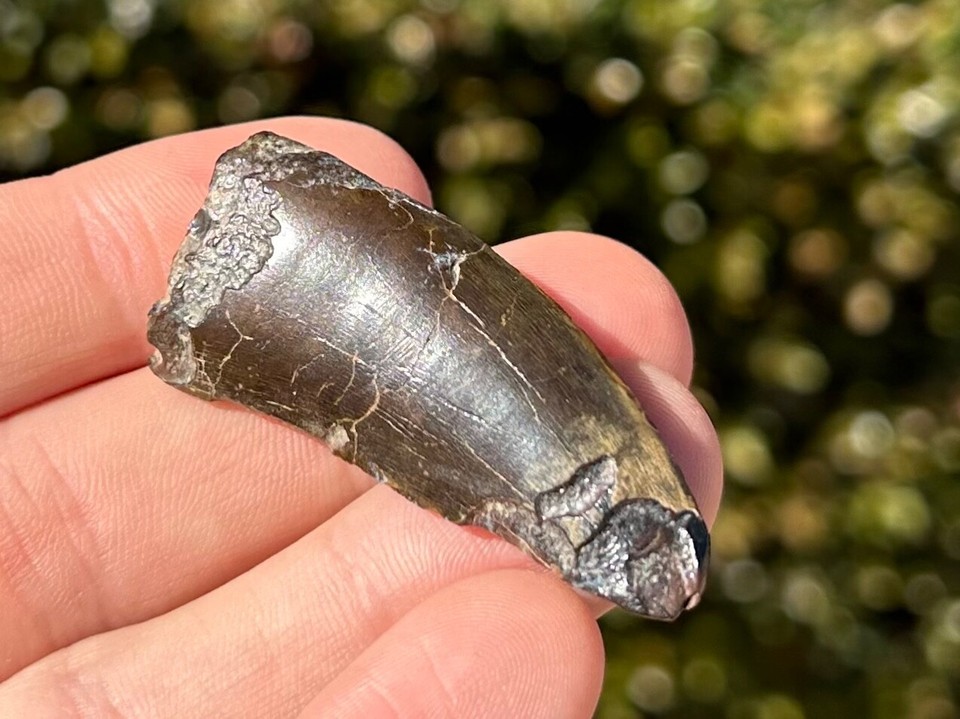Uzbekistan Tyrannosaur Dinosaur Tooth RARE Timurlengia Bissekty ...