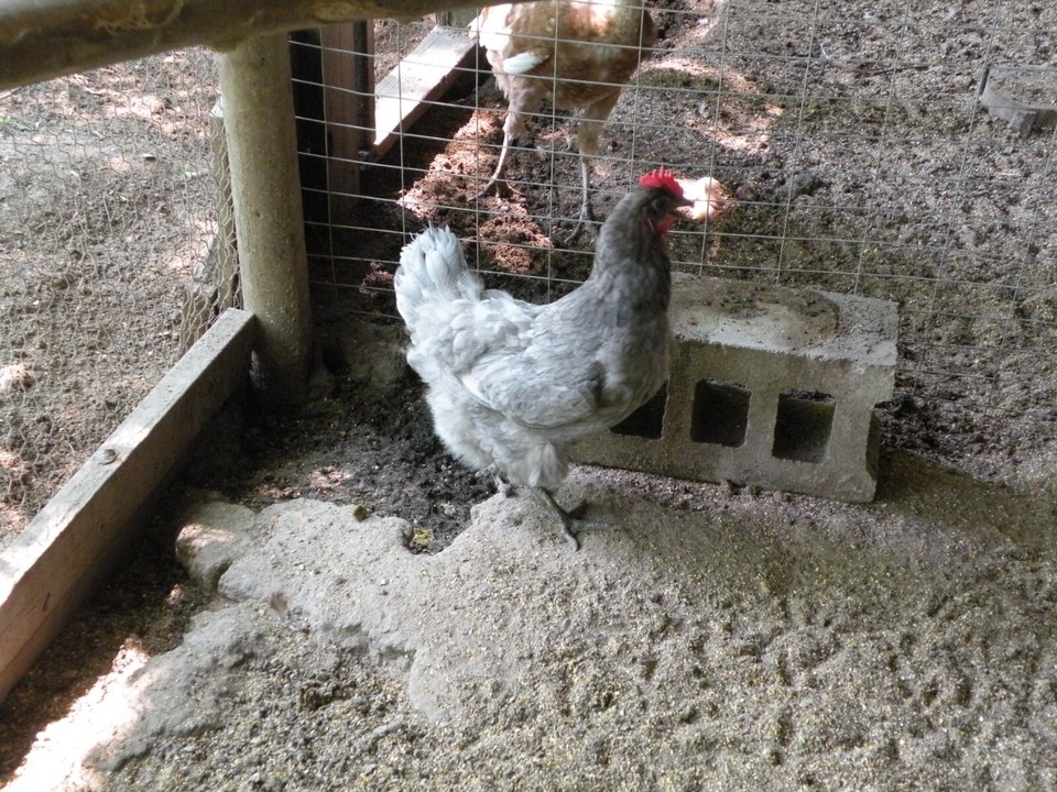 12 BLUE, BLACK AND SPLASH COPPER MARANS FERTILE HATCHING EGGS | eBay