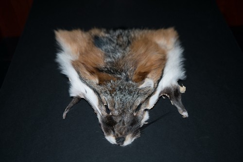 Tanned Scrap Gray Fox Face Fur Piece Soft and Supple | eBay