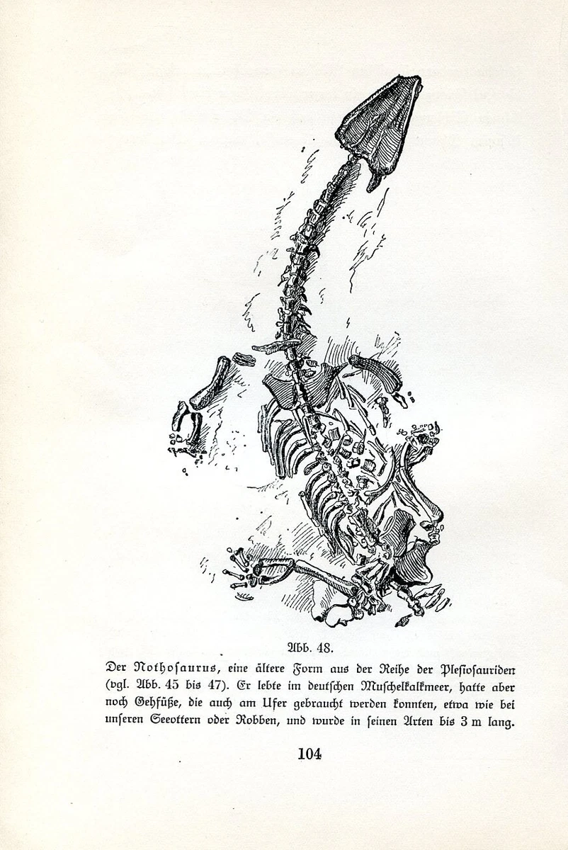 Nothosaurus Skeleton