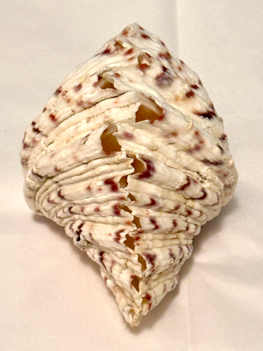 Fused Bear Claw Shells with Anomaly/Patholgy on One Shell 4.8in.x3.4in ...