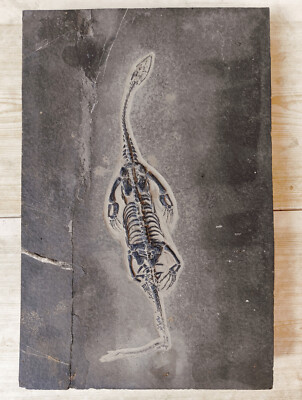 Keichousaurus Skeleton Fossil Triassic Reptile Dinosaur Bones China | eBay