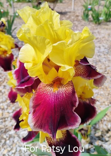 Tall Bearded "FOR PATSY LOU" Fresh and Healthy | eBay