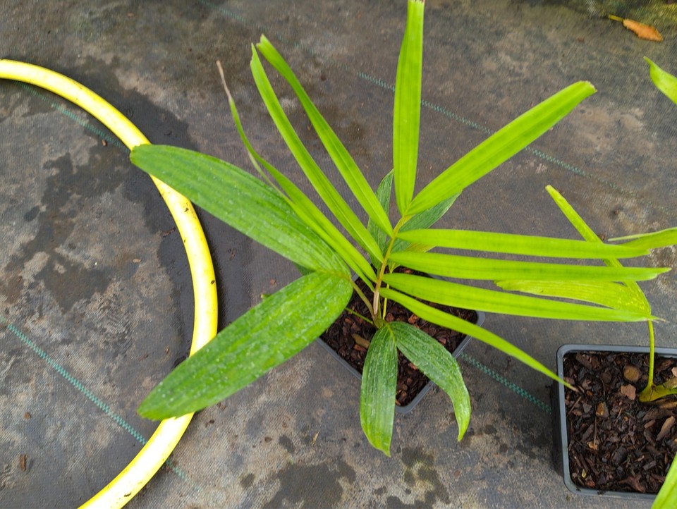 Ptychosperma pullenii - 11 cm Pot Rare Palm Seedling | eBay UK