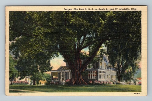 Marietta OH-Ohio, Largest Elm Tree In US Route 21 & 77 Vintage Souvenir ...