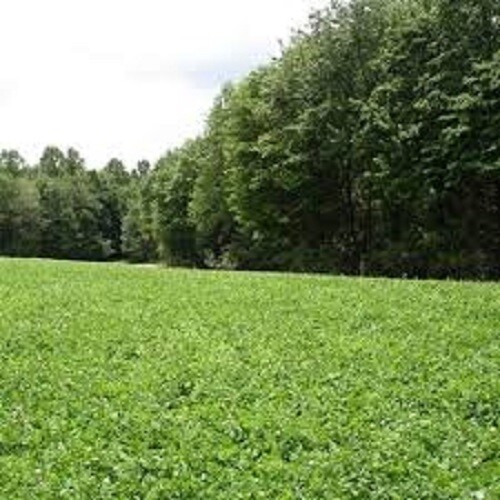 5lbs CHICORY FOOD PLOT SEED Perennial Deer Forage Highly Preferred by ...