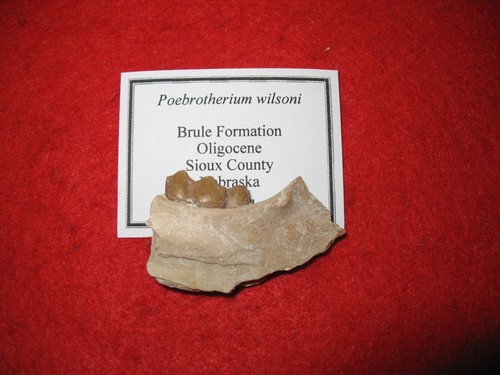Oligocene Brule White River Poebrotherium early camel fossil tooth in ...