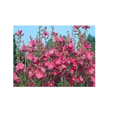 Sidalcea hybrida 'Party Girl' / Hardy Perennial / Good cut flower / 30 ...