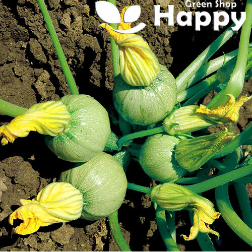 COURGETTE SEEDS TONDO CHIARO DI NIZZA - 20 SEEDS - Cucurbita Pepo Round ...