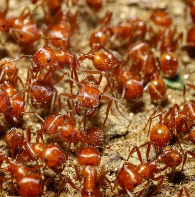 50+ Red Harvester Ants UTAH- Perfect For Ant Farms - Feeder Food | eBay