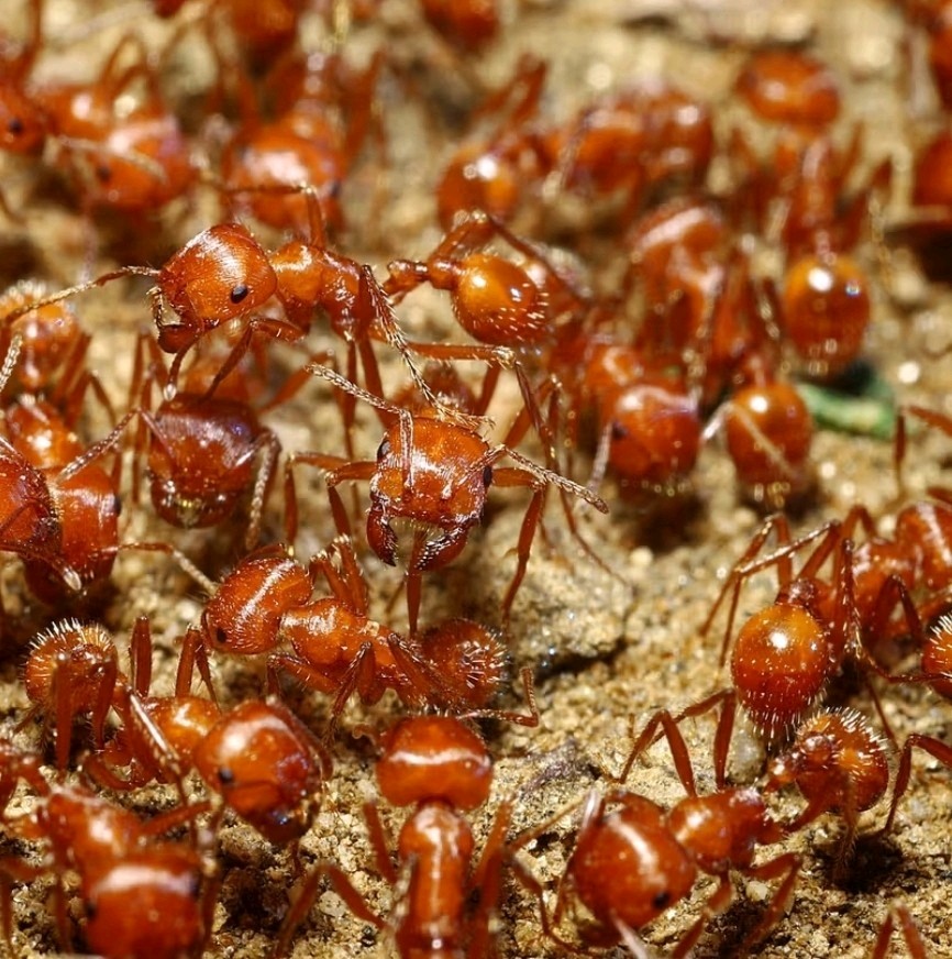 50+ Red Harvester Ants UTAH- Perfect For Ant Farms - Feeder Food | eBay
