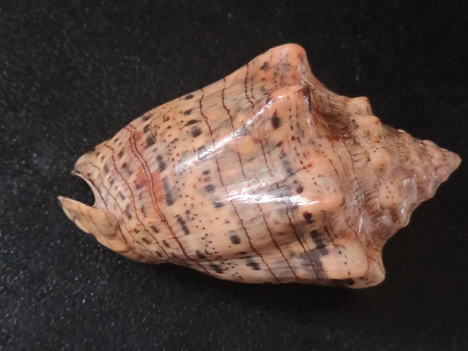 Conchiglia Shell VOLUTA MUSICA con opercolo mm 94 Venezuela | eBay