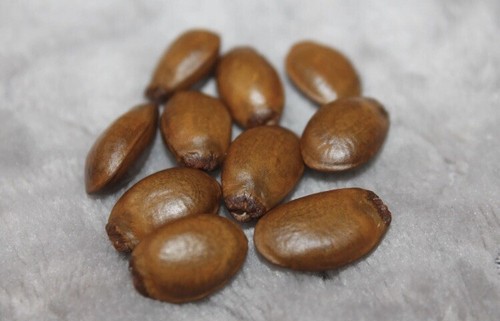 10x Soursop Seeds, Semillas de Guanábana From Puerto Rico, Grow Your ...