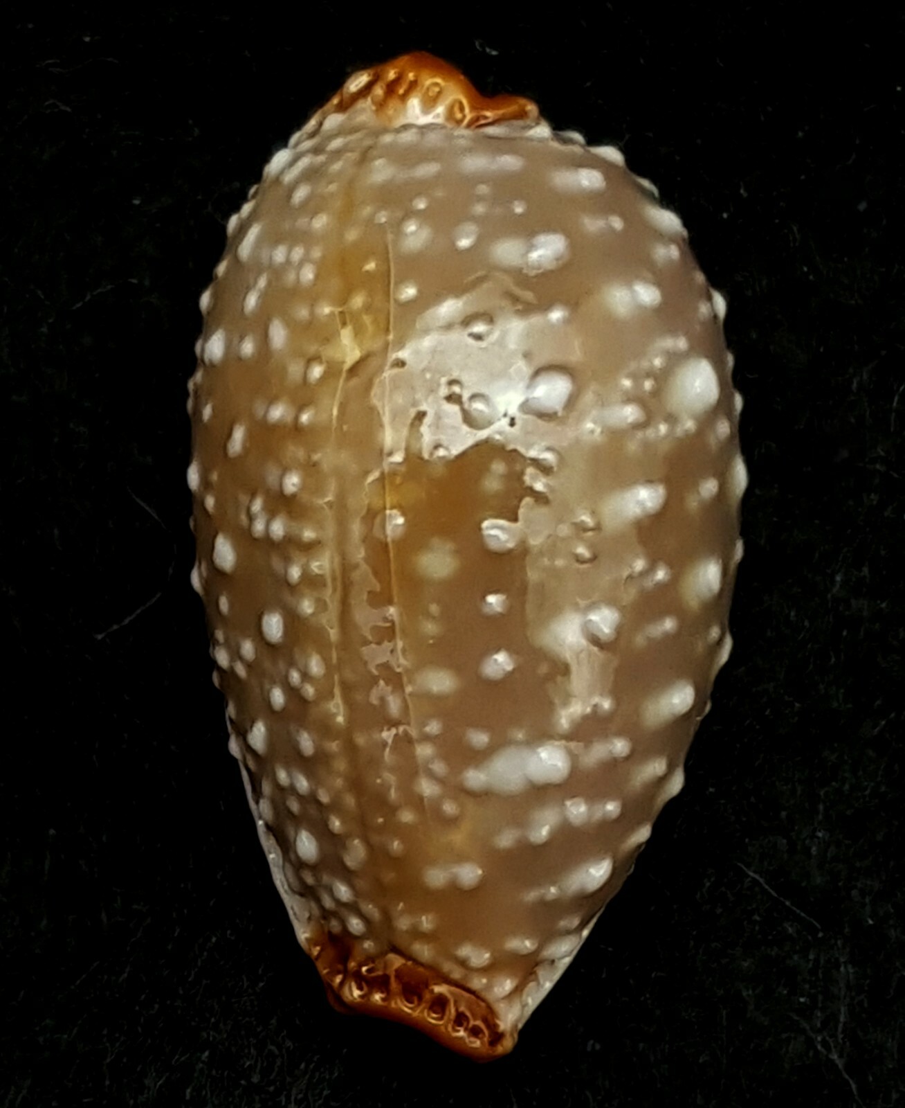 FS (Cypraea) Staphylaea limacina limacina GRANULOSE, GEM. 33mm. | eBay