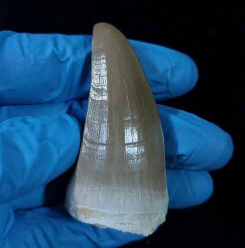 Authentic Mosasaur Tooth RARE Dinosaur fossil Paleontology Tylosaurus ...